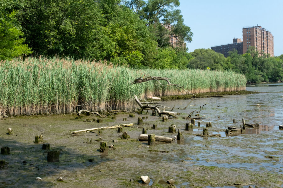 This Northern Manhattan Wetland Has Faced Climate-Change Induced ...