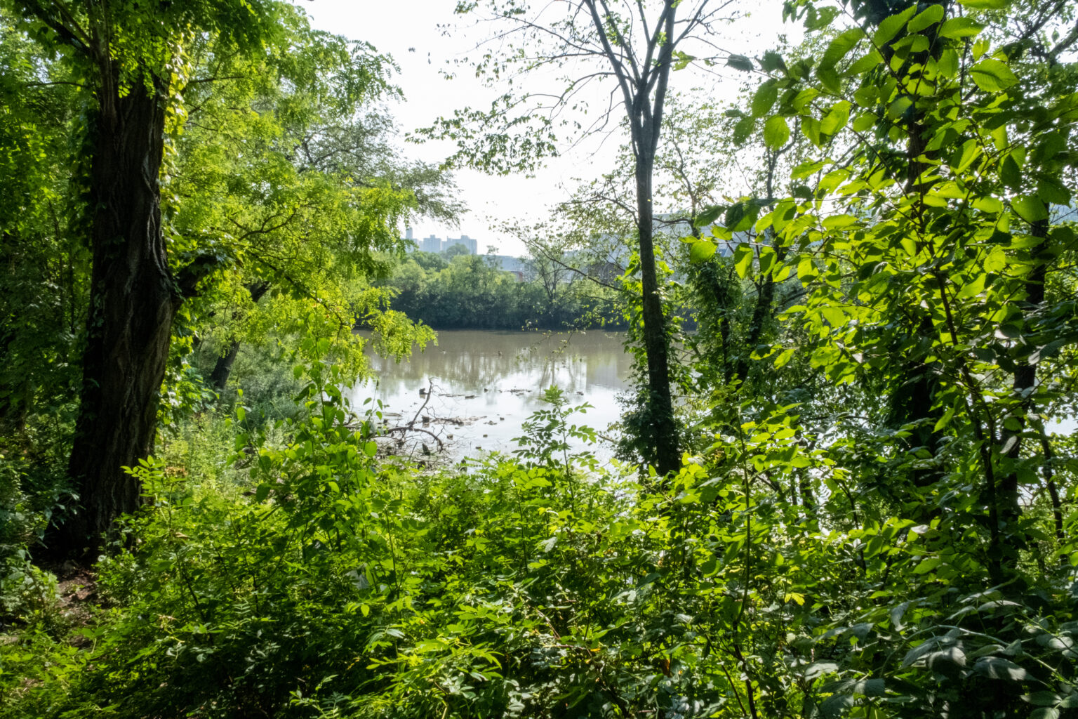 This Northern Manhattan Wetland Has Faced Climate-Change Induced ...