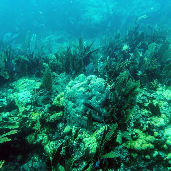 Scientists Find Success With New Direct Ocean Carbon Capture Technology ...