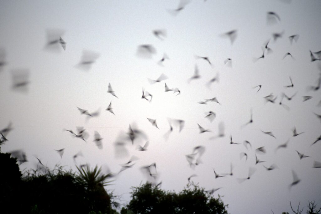 Desert Bats Face the Growing, Twin Threats of White-Nose Syndrome and ...