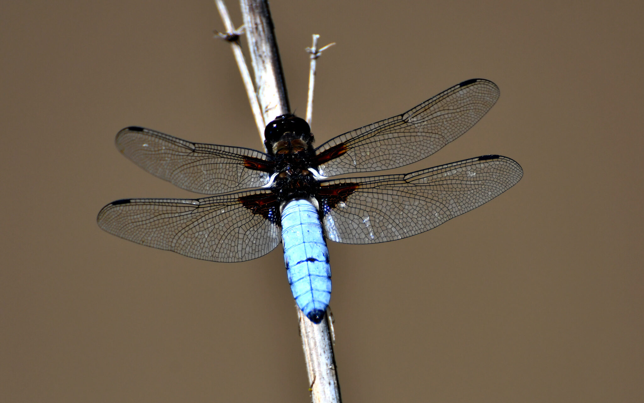 Like Canaries in a Coal Mine, Dragonflies Signal Threats to Freshwater ...