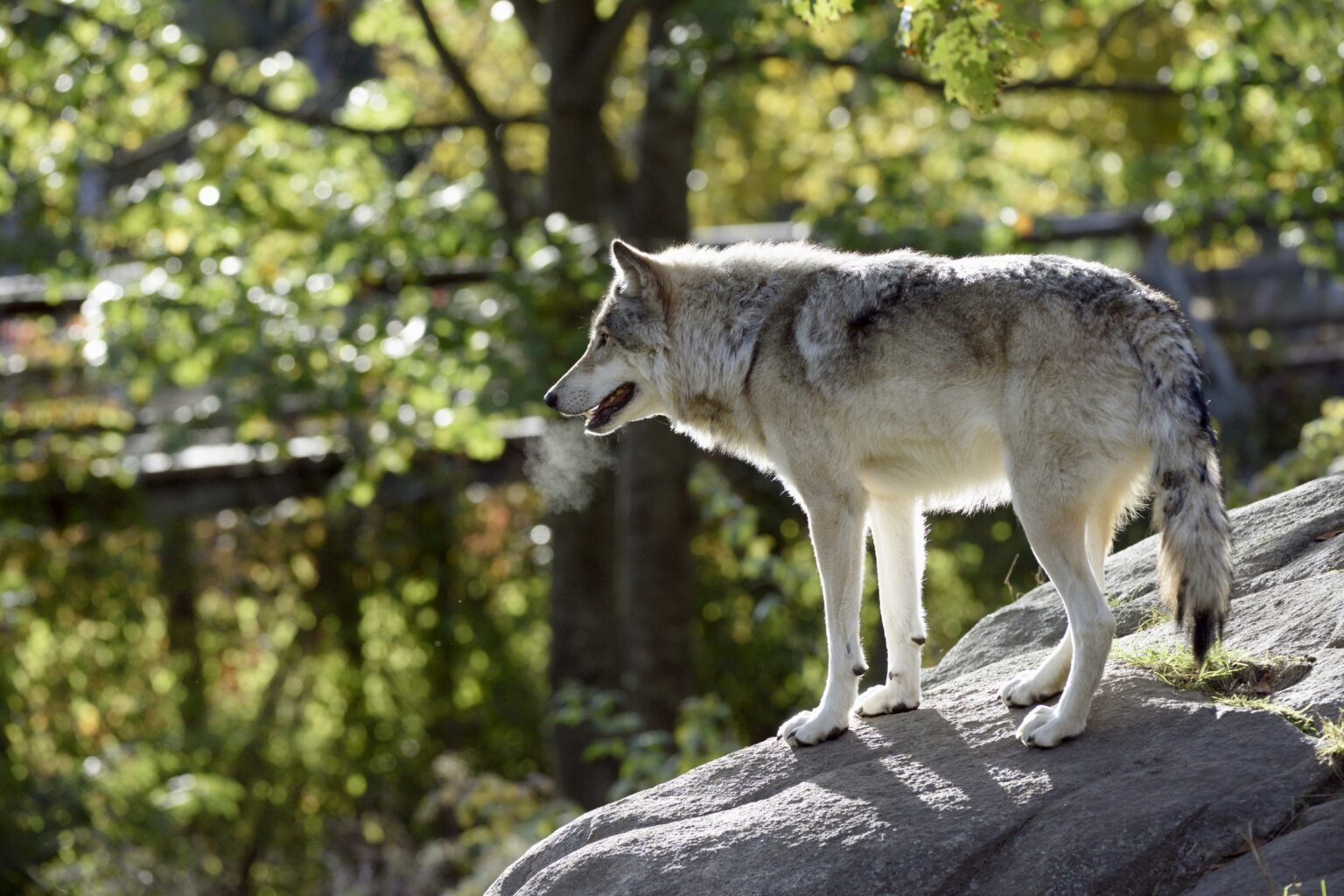 Q&A: How the Wolves’ Return Enhances Biodiversity - Inside Climate News