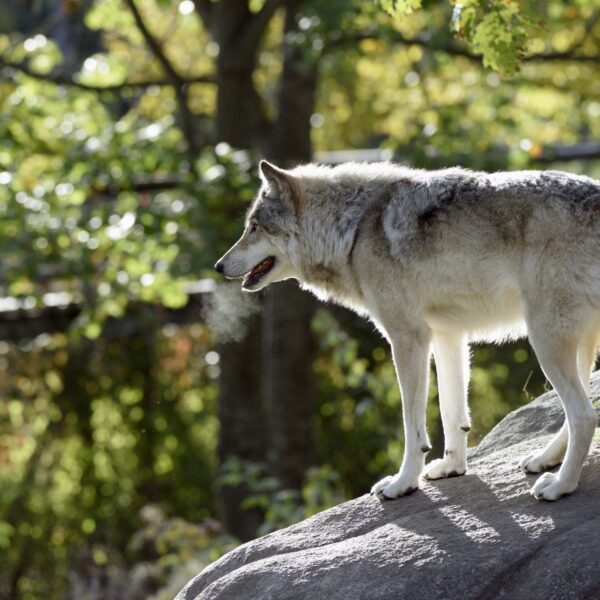 The Torture and Killing of a Wolf, a New Endangered Species Lawsuit and ...