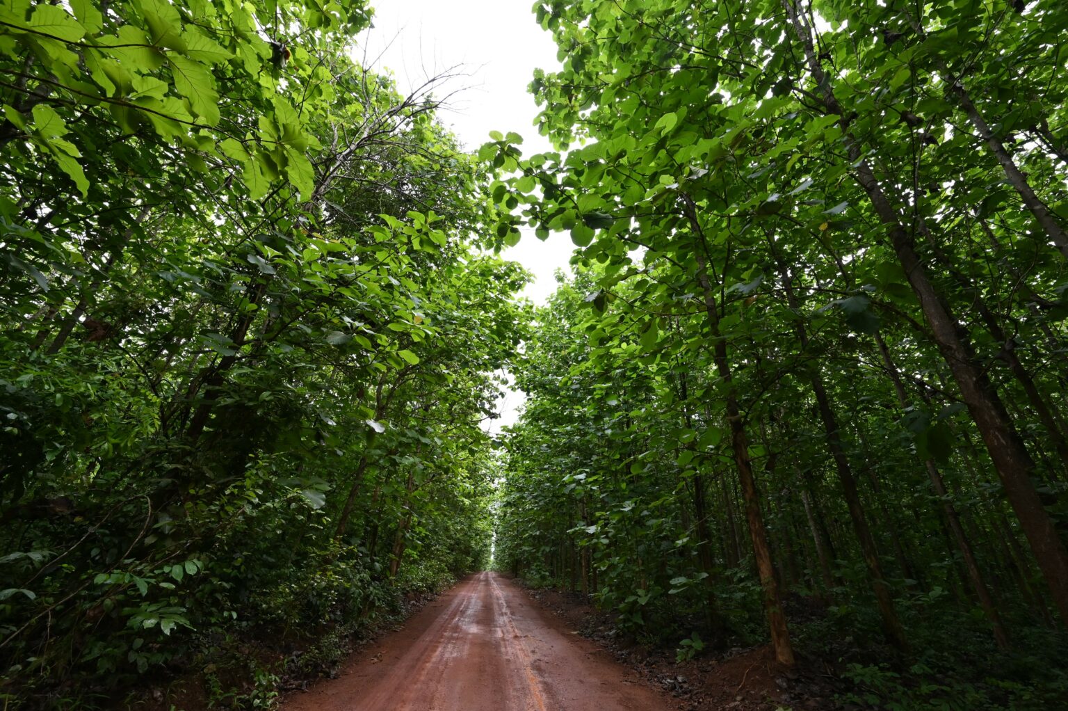 Corporate Nature Restoration Results Murky at Best, Greenwashed at ...