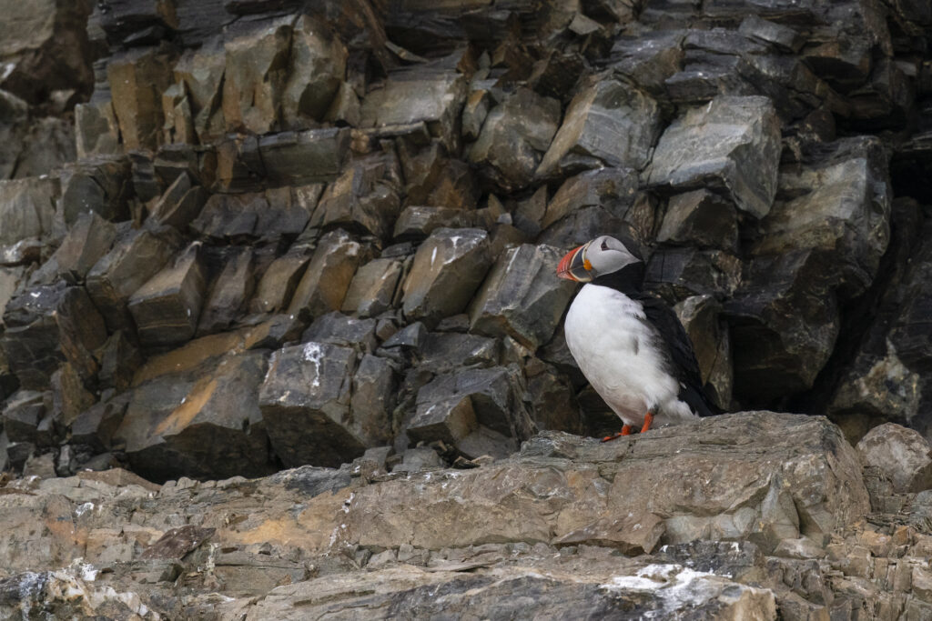 The Plucky Puffin, Endangered Yet Coping: Scientists Link Emergence of ...