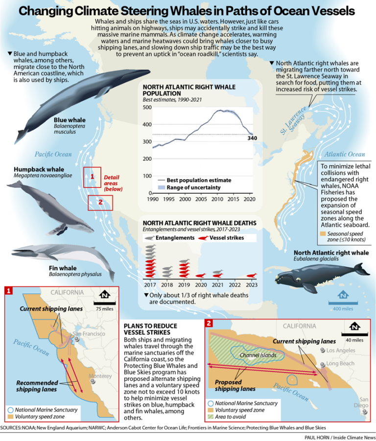 Vessel Strikes on Whales Are Increasing With Warming. Can the Shipping ...