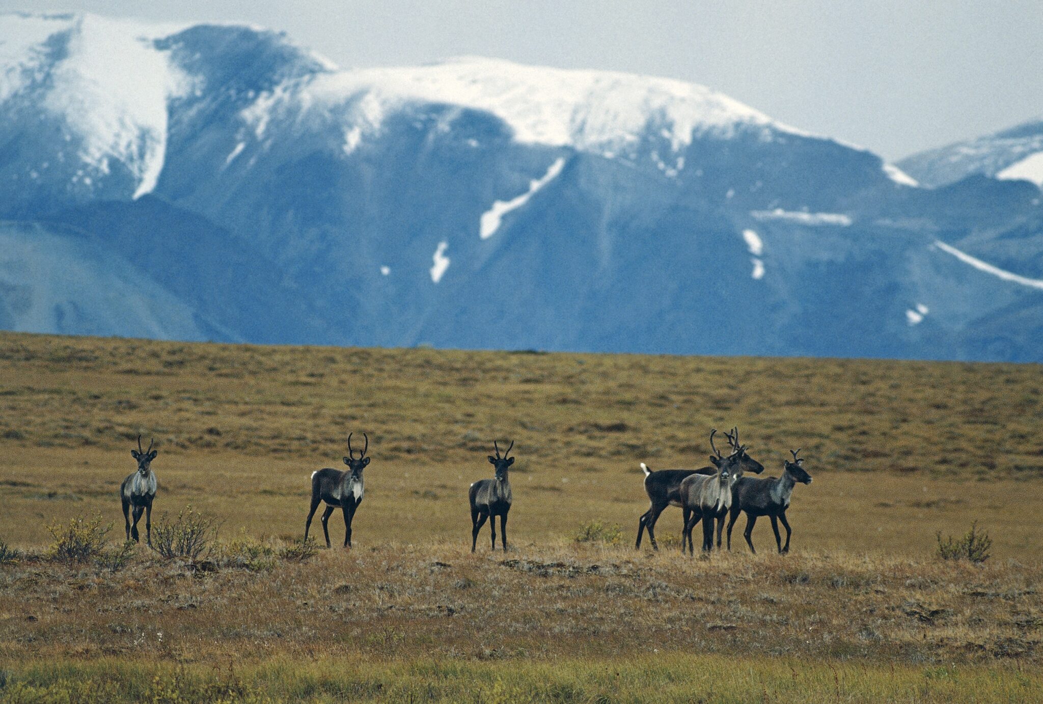 Corn Harvests in the Yukon? Study Finds That Climate Change Will Boost ...