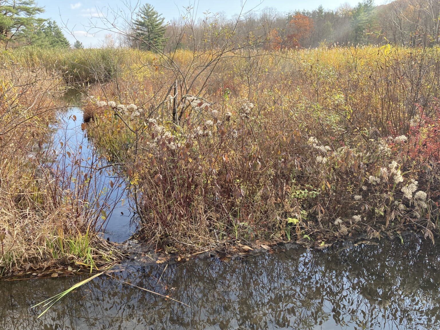 A Walk in the Woods with My Brain on Fire: Autumn - Inside Climate News