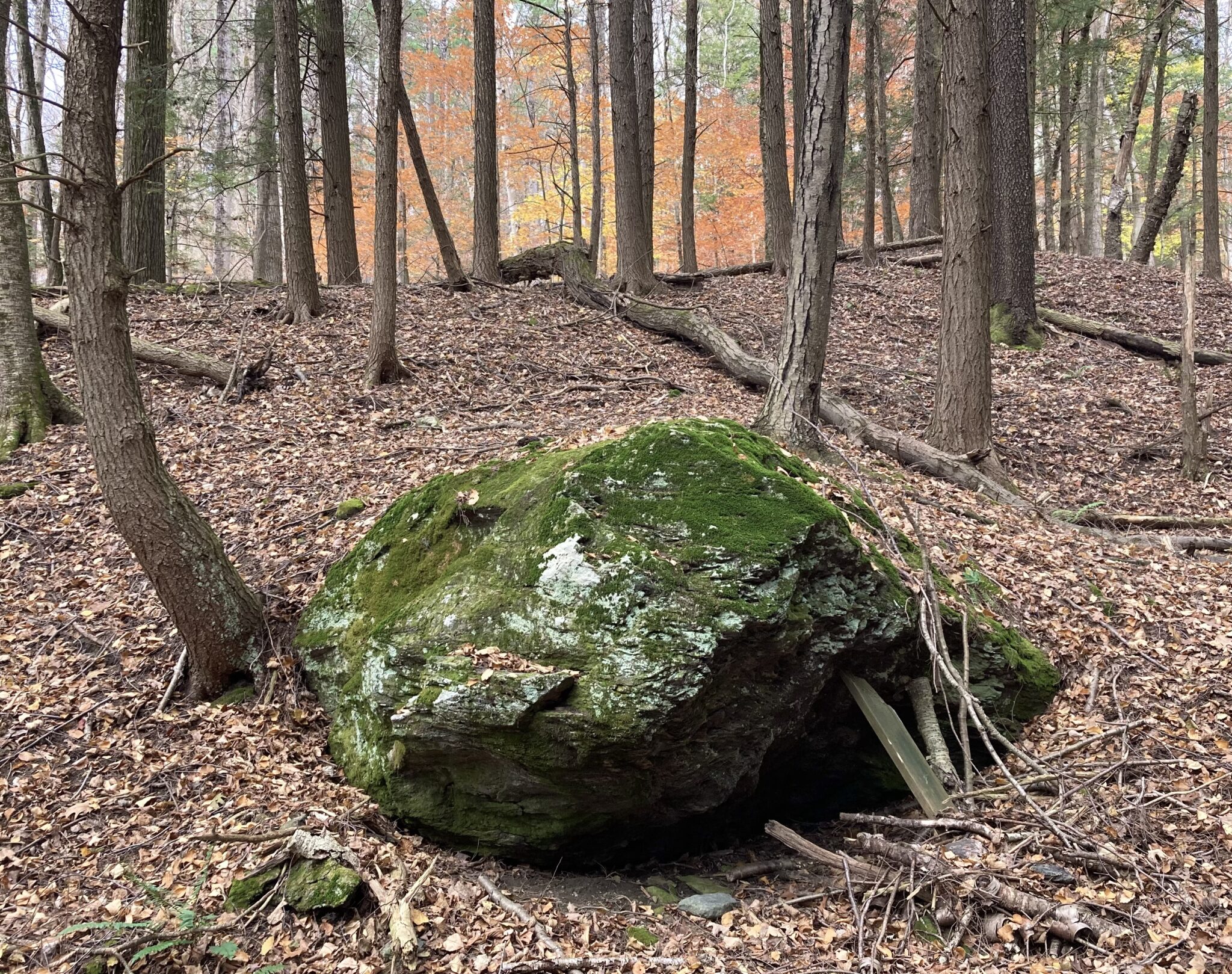 A Walk in the Woods with My Brain on Fire: Autumn – Earth News Report