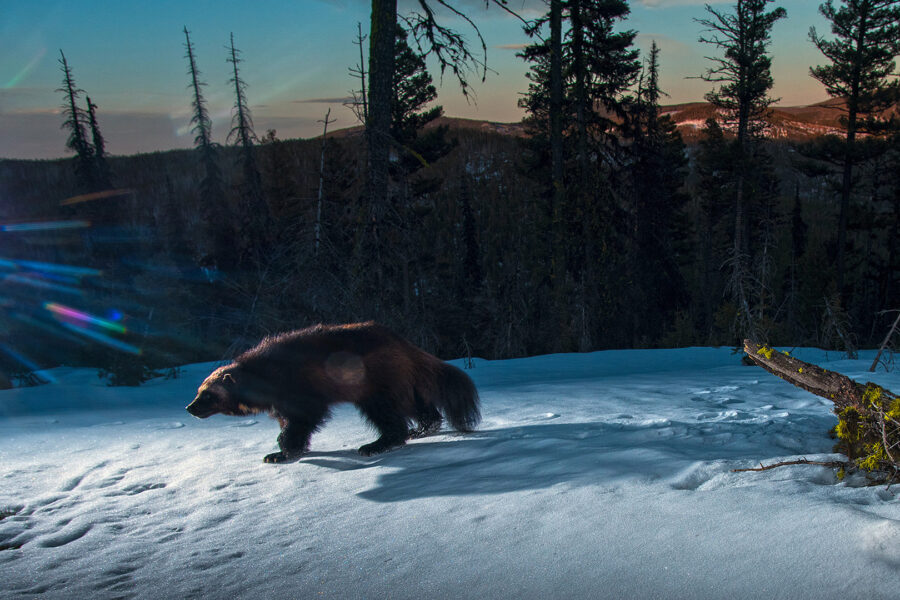 wolverines - Inside Climate News