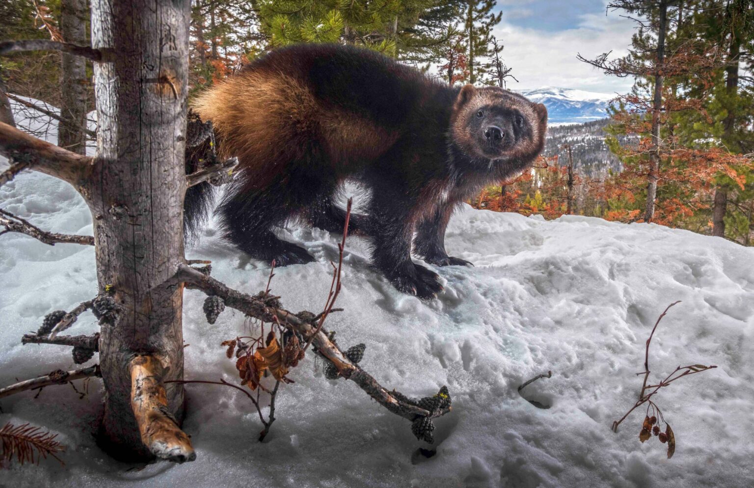 Wolverines Are Finally Listed as Threatened. Decades of Reversals May ...