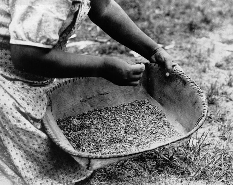 Dirty Water and Dead Rice: The Cost of the Clean Energy Transition in ...