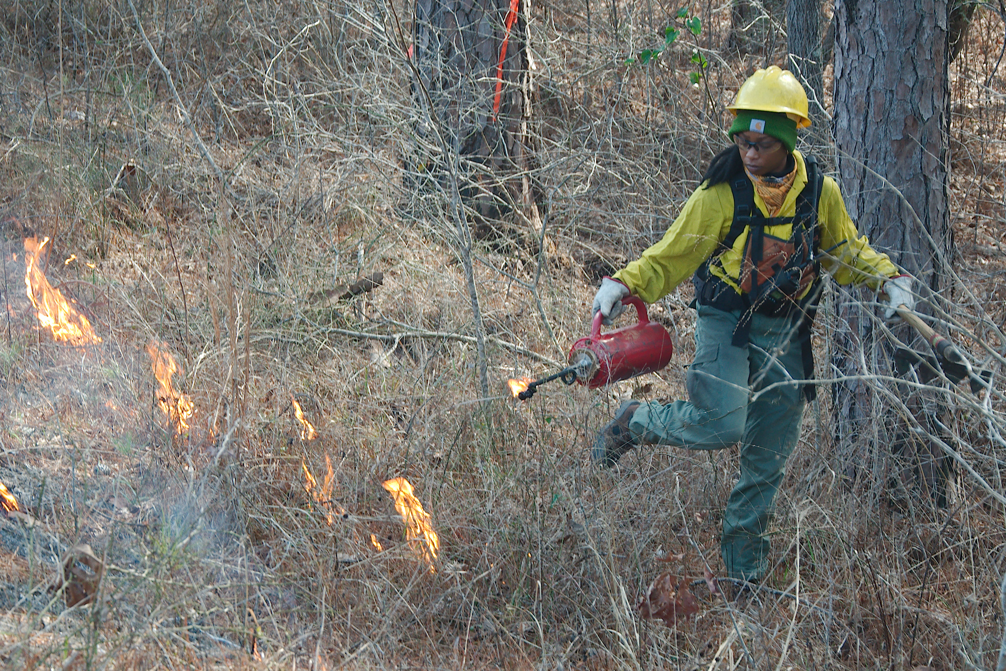 Longleaf Pine Restoration—a Major Climate Effort in the South—Curbs Its ...