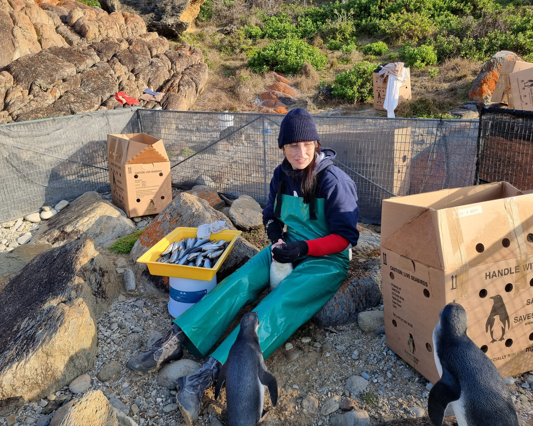 African Penguins Have Almost Been Wiped Out by Overfishing and Climate ...