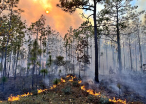 Longleaf Pine Restoration—a Major Climate Effort in the South—Curbs Its ...