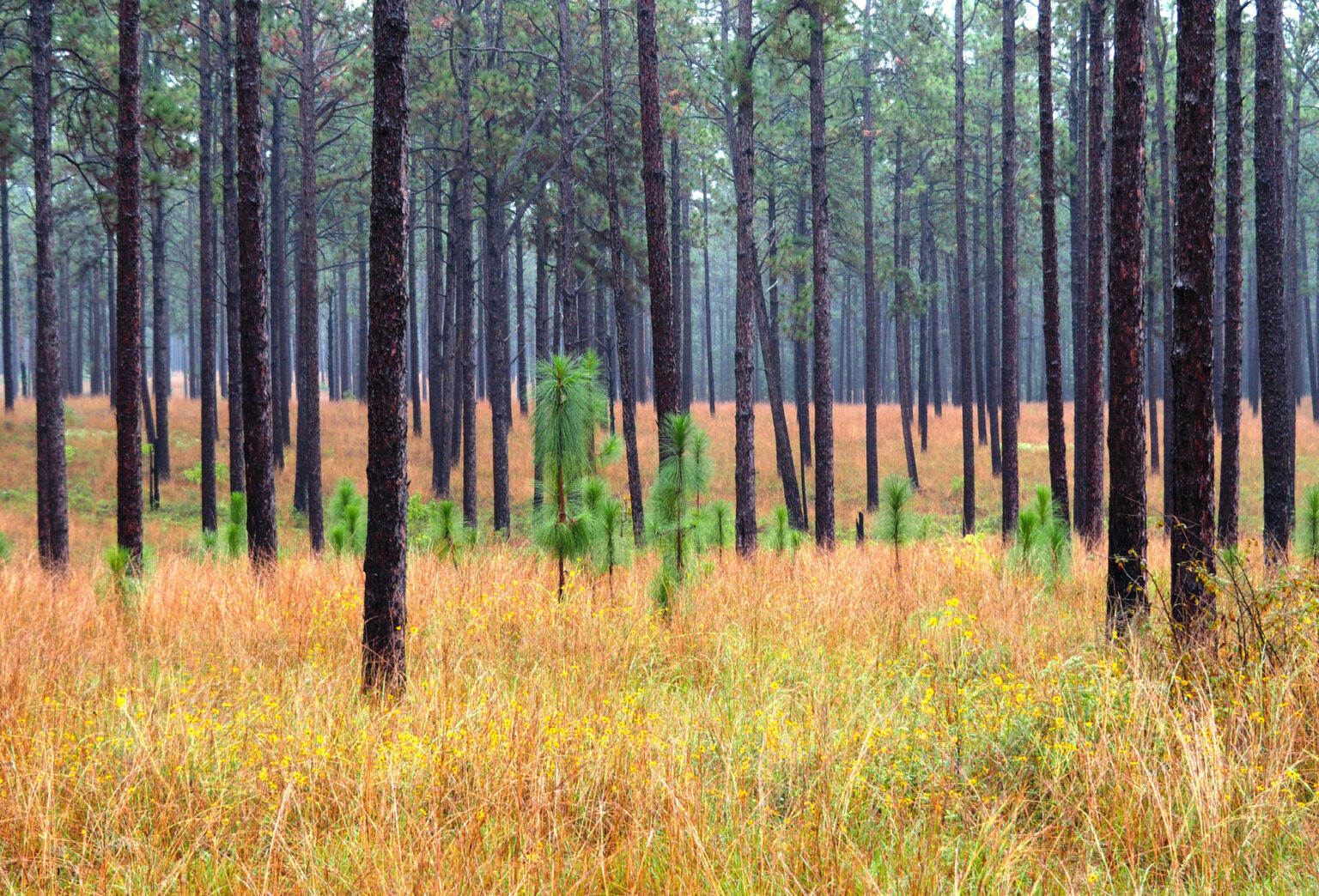 Longleaf Pine Restoration—a Major Climate Effort in the South—Curbs Its ...