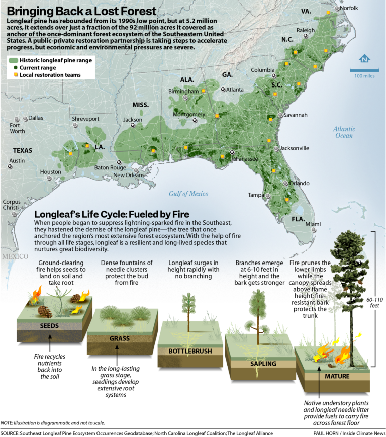Longleaf Pine Restoration—a Major Climate Effort in the South—Curbs Its ...