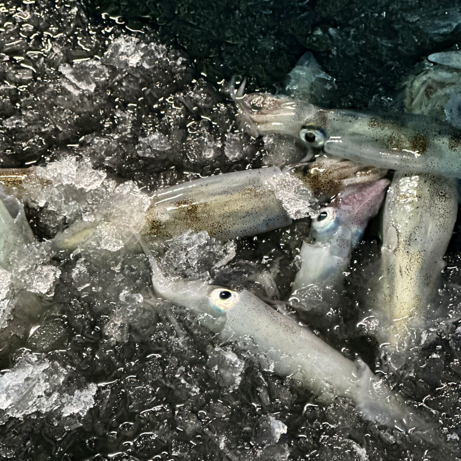 Deemed Sustainable by Seafood Industry Monitors, Harvested California ...