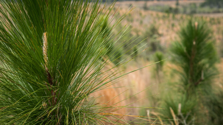 Longleaf Pine Restoration—a Major Climate Effort in the South—Curbs Its ...