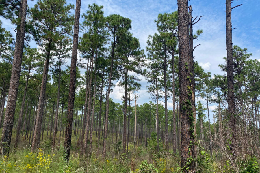 Longleaf Pine Restoration—a Major Climate Effort in the South—Curbs Its ...