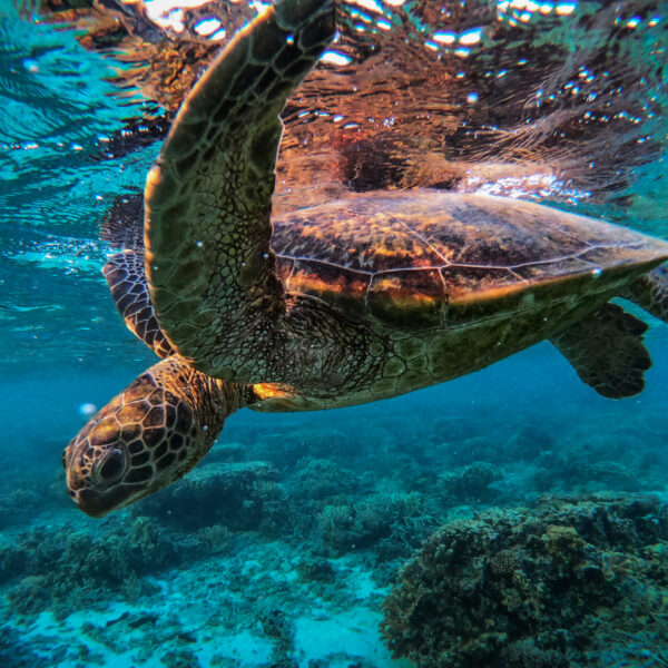 As Florida Smalltooth Sawfish Spin and Whirl, a New Effort to Rescue ...