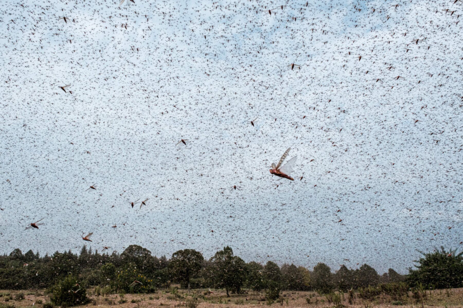 Global Warming Could Drive Locust Outbreaks into New Regions, Study ...