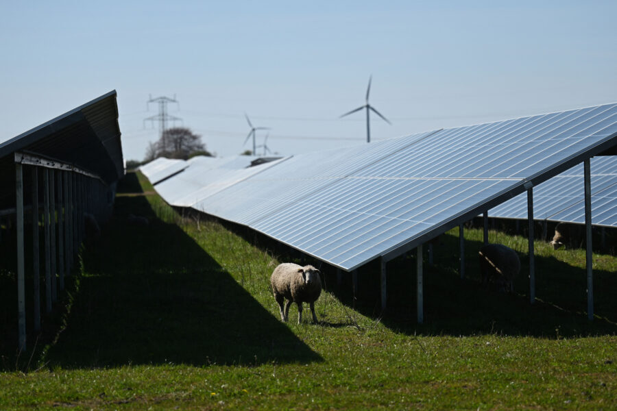 In Wyoming, Sheep May Safely Graze Under Solar Panels in One of the ...