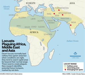 Global Warming Could Drive Locust Outbreaks into New Regions, Study ...