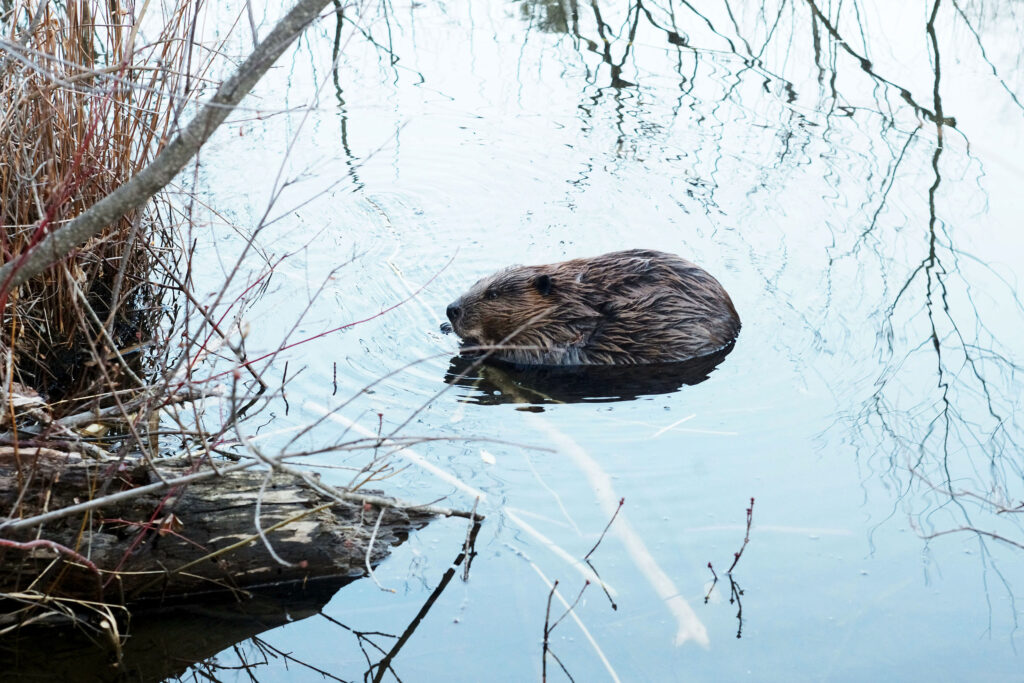 A Walk in the Woods With My Brain on Fire: The End of Winter - Inside ...