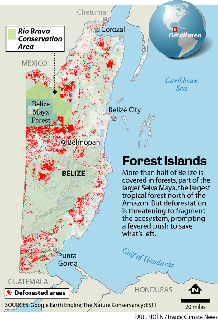 Can Carbon Offsets Save a Fragile Band of Belize’s Tropical Rainforest ...