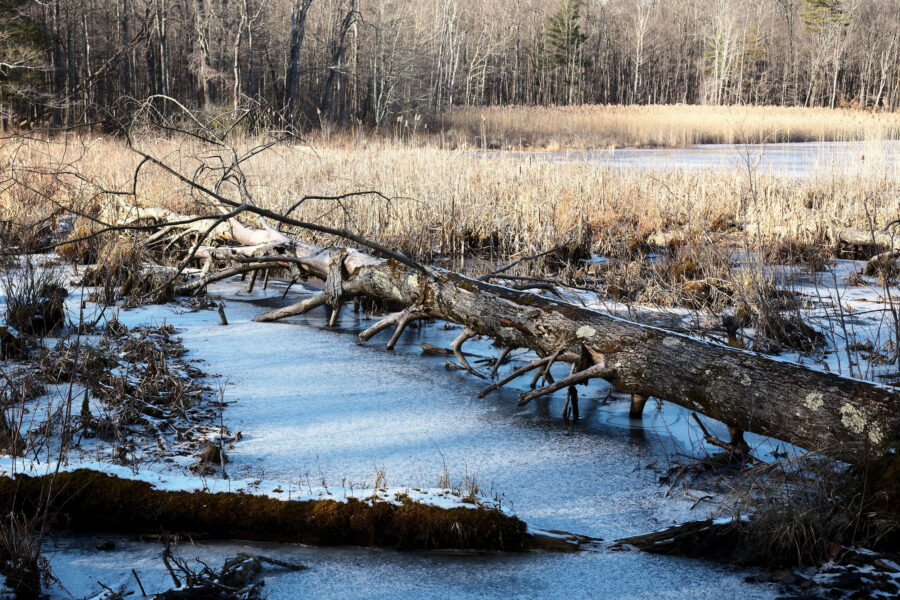 A Walk in the Woods With My Brain on Fire: The End of Winter - Inside ...