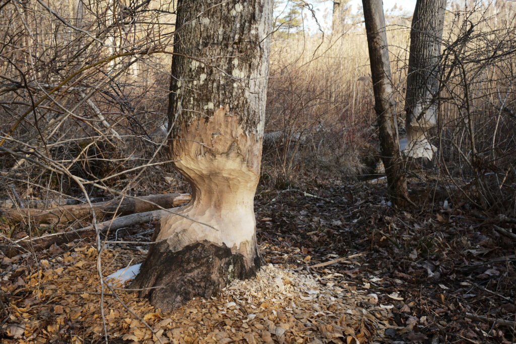 A Walk in the Woods With My Brain on Fire: The End of Winter - Inside ...