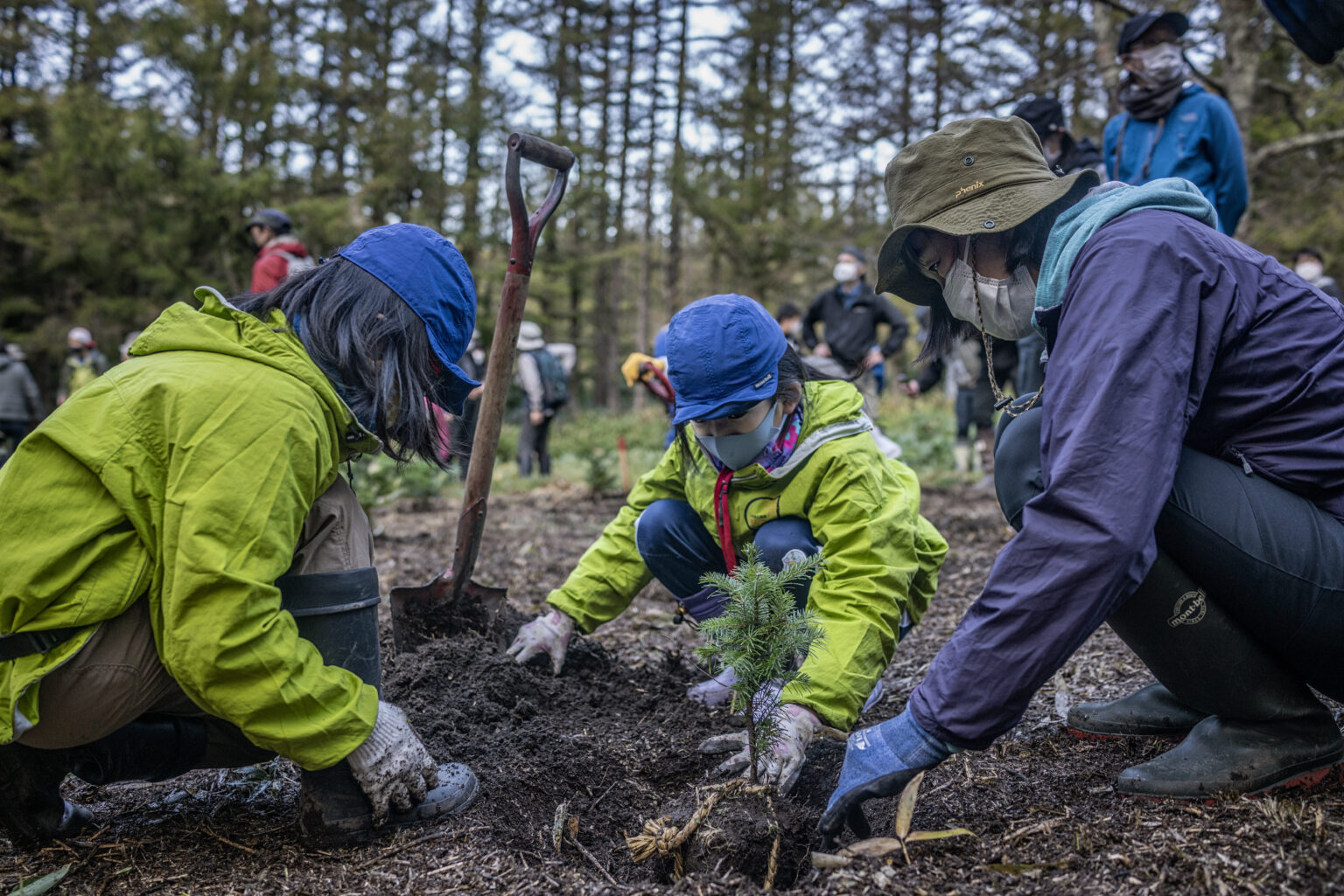 Rewilding Japan With Clearings in the Forest and Crowdfunding Campaigns ...