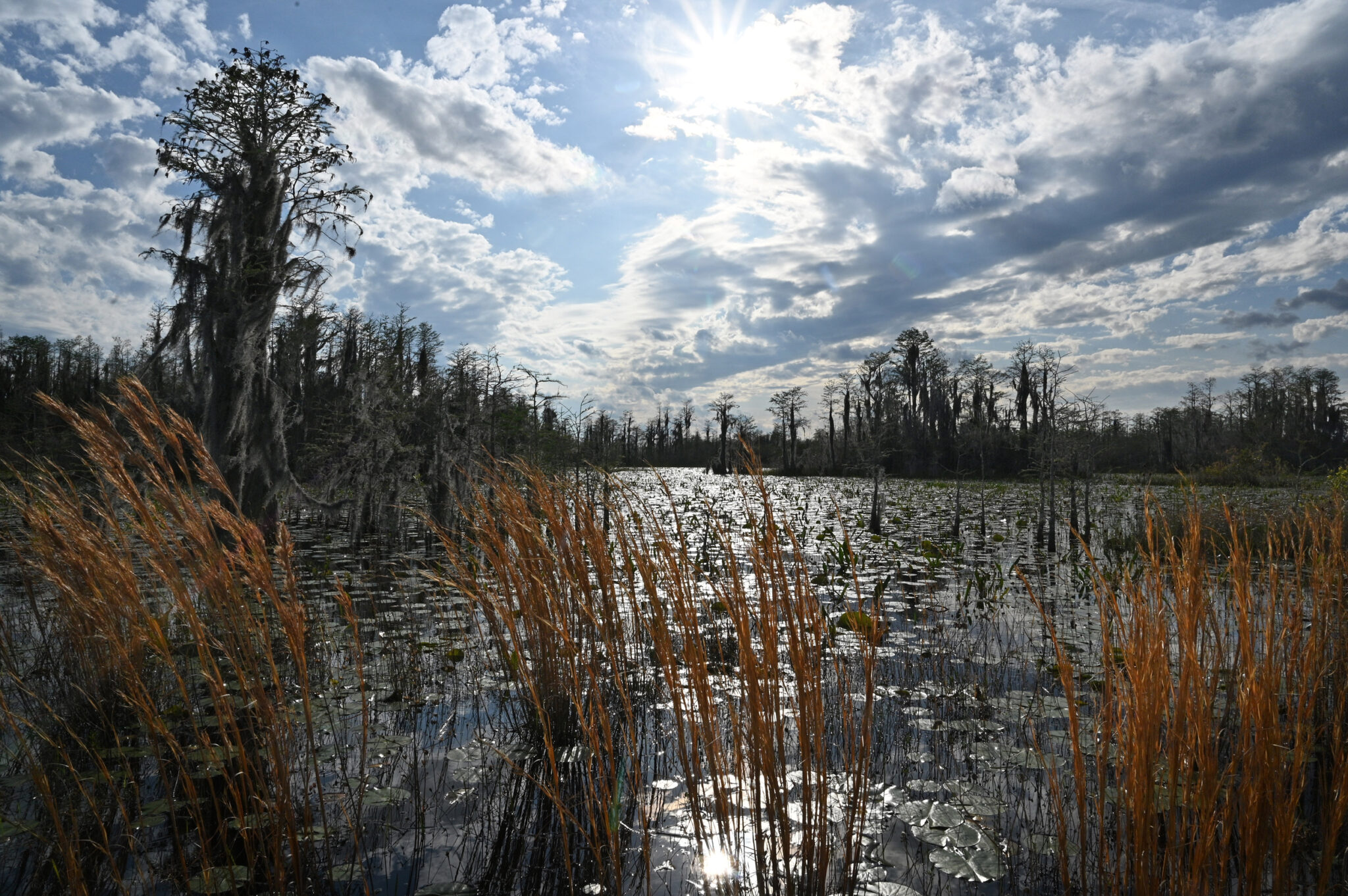 Mining Fight on the Okefenokee Swamp’s Edge May Have Only Just Begun ...