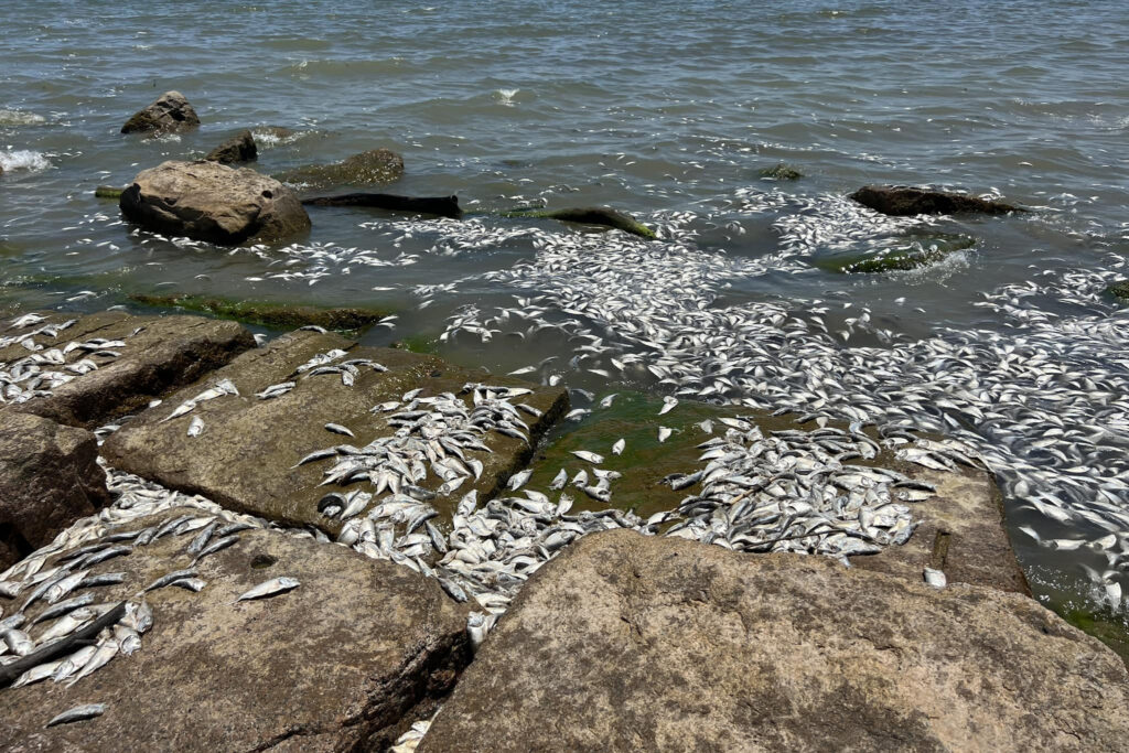 Increasingly Frequent Ocean Heat Waves Trigger Mass Die-Offs of Sealife ...