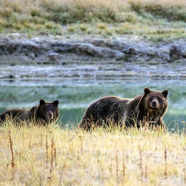 Climate Change Is Pushing Animals Closer to Humans, With Potentially ...
