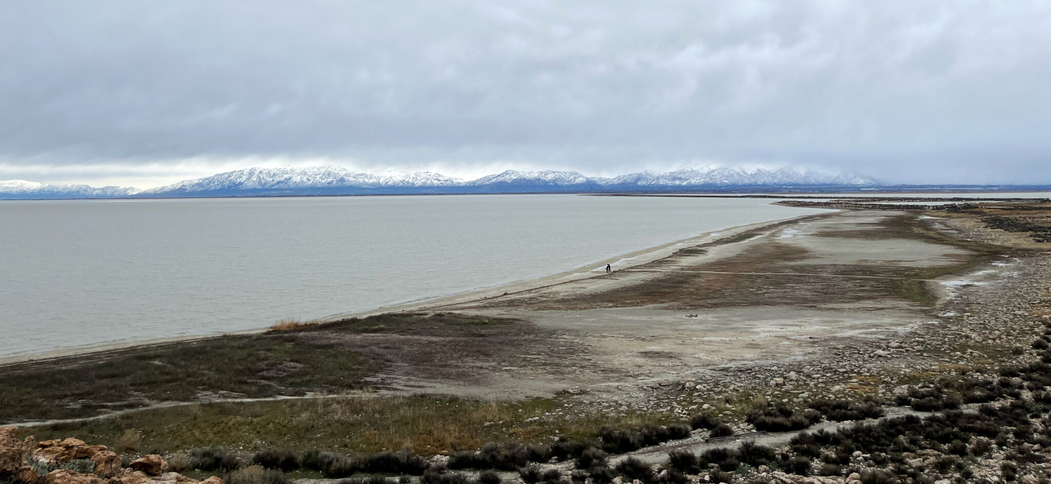 How a Tiny Inland Shorebird Could Help Save the Great Salt Lake ...