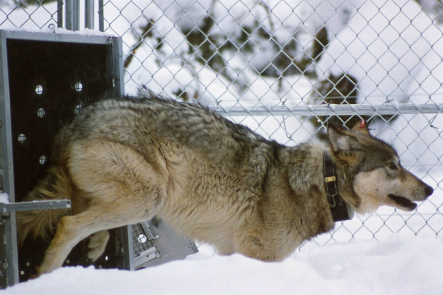 The Torture and Killing of a Wolf, a New Endangered Species Lawsuit and Novel Science Revive ...