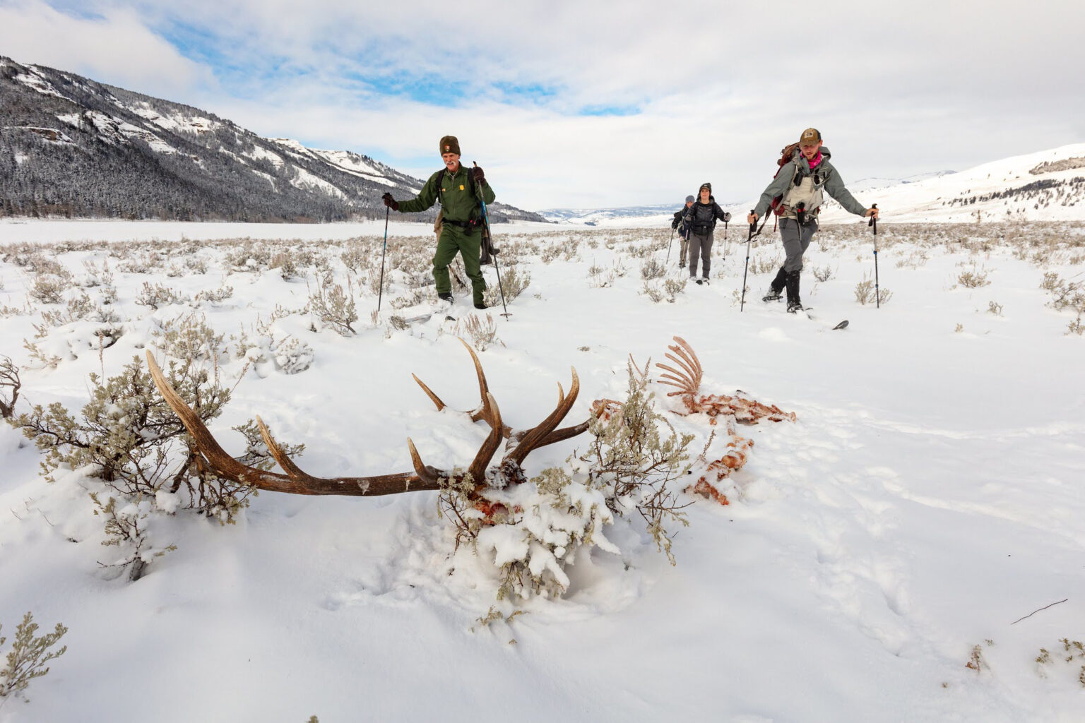 The Torture and Killing of a Wolf, a New Endangered Species Lawsuit and ...