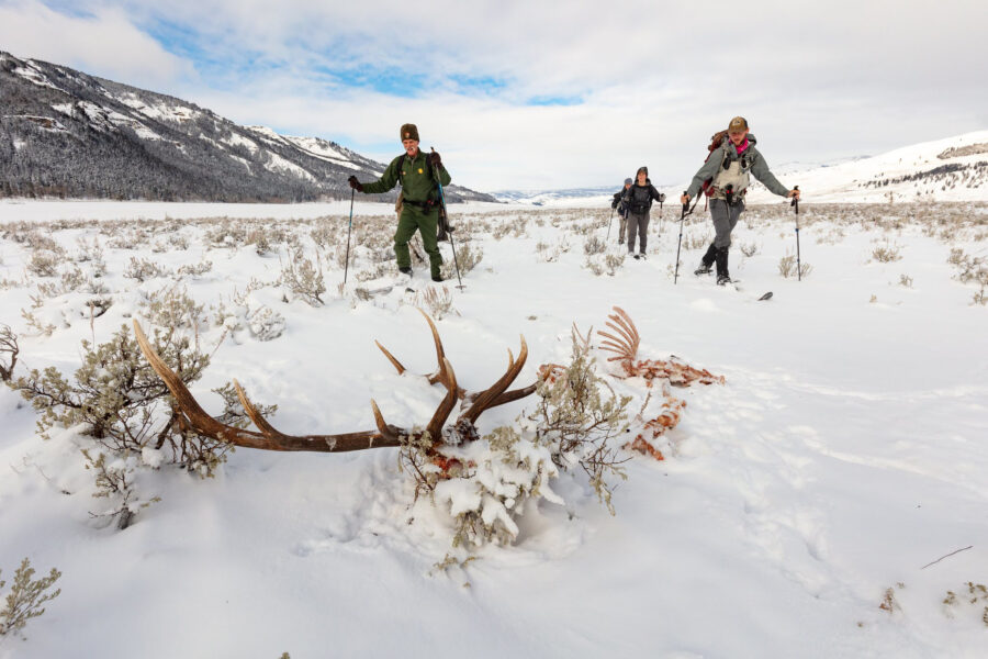 The Torture and Killing of a Wolf, a New Endangered Species Lawsuit and ...