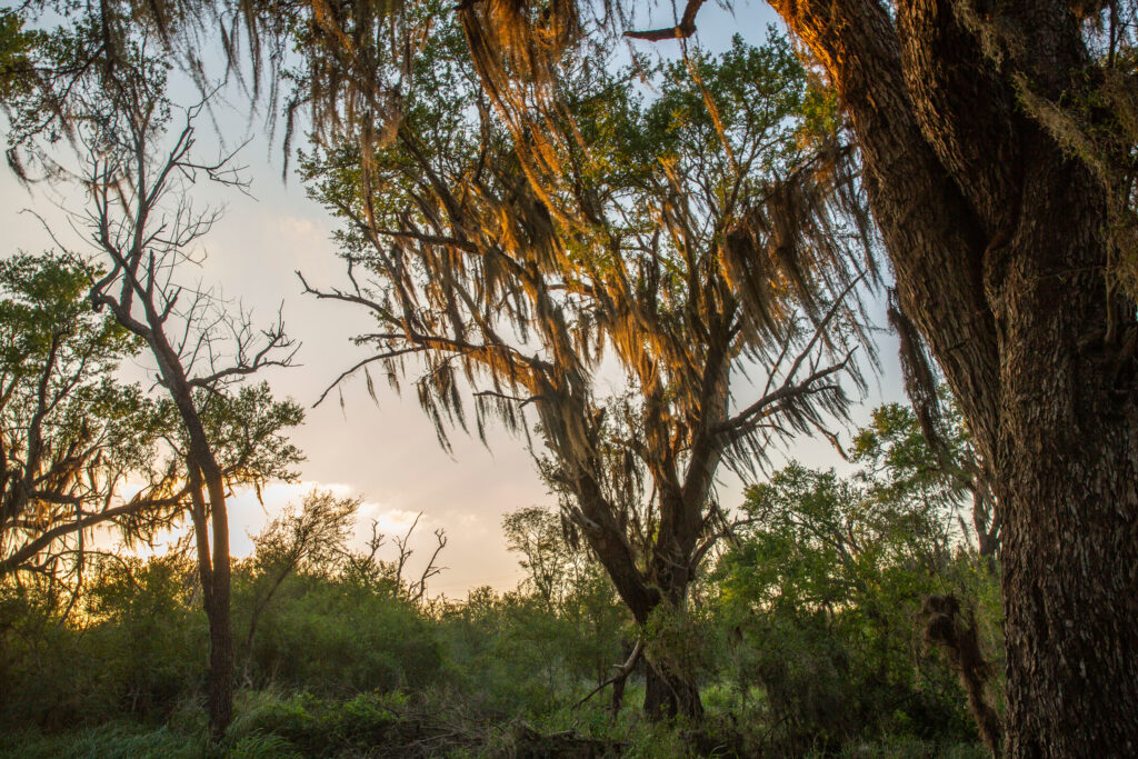 Forgotten Keepers of the Rio Grande Delta: a Native Elder Fights Fossil ...