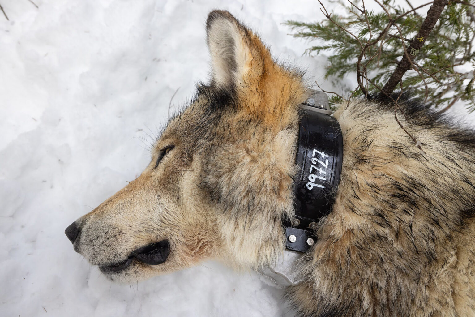 The Torture and Killing of a Wolf, a New Endangered Species Lawsuit and ...