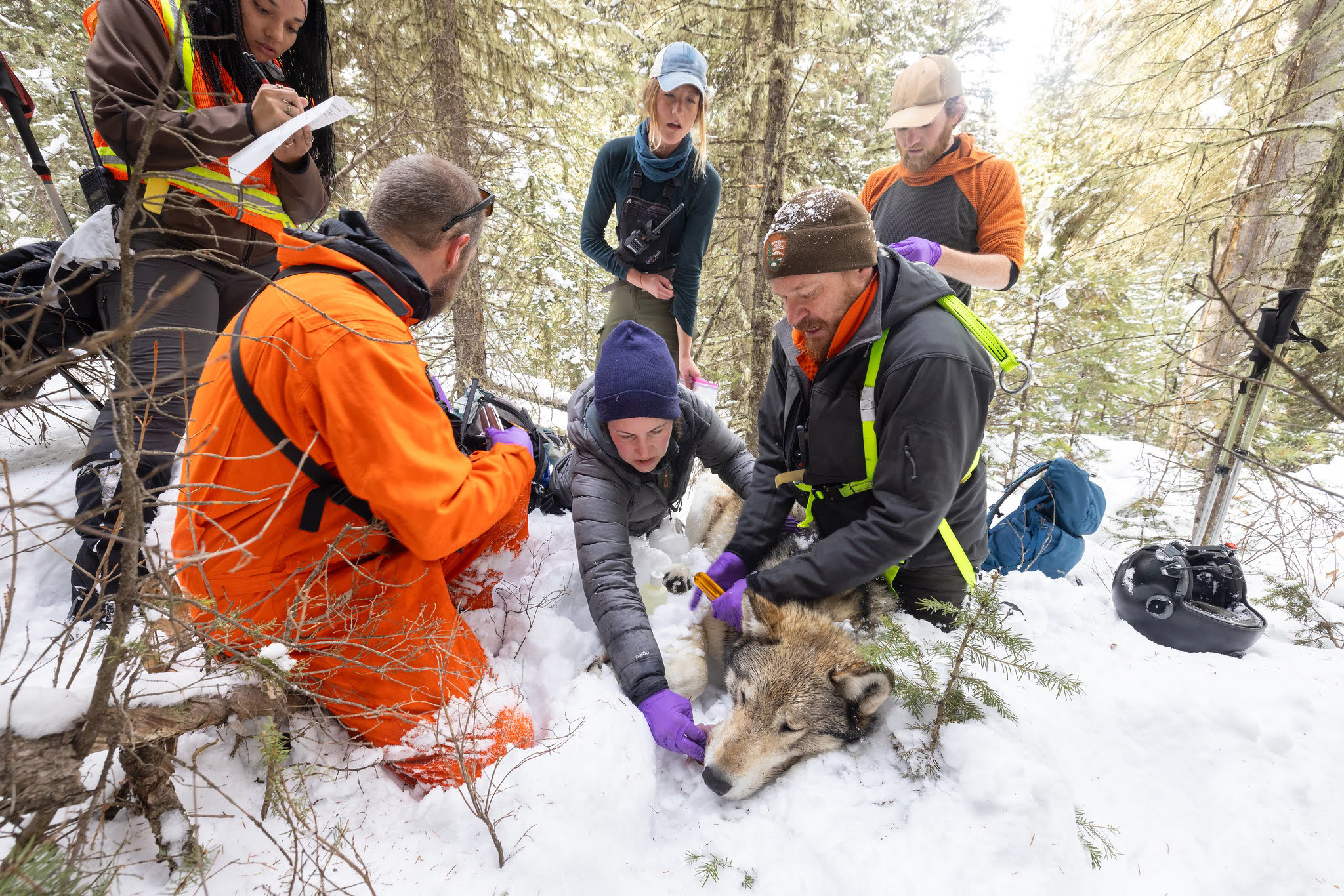 The Torture and Killing of a Wolf, a New Endangered Species Lawsuit and ...