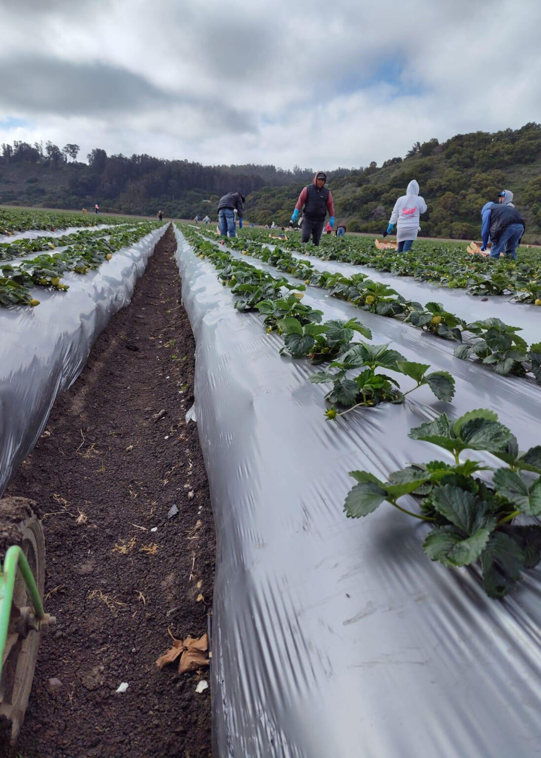 After the Deluge, Images of Impacts and Resilience in Pájaro ...