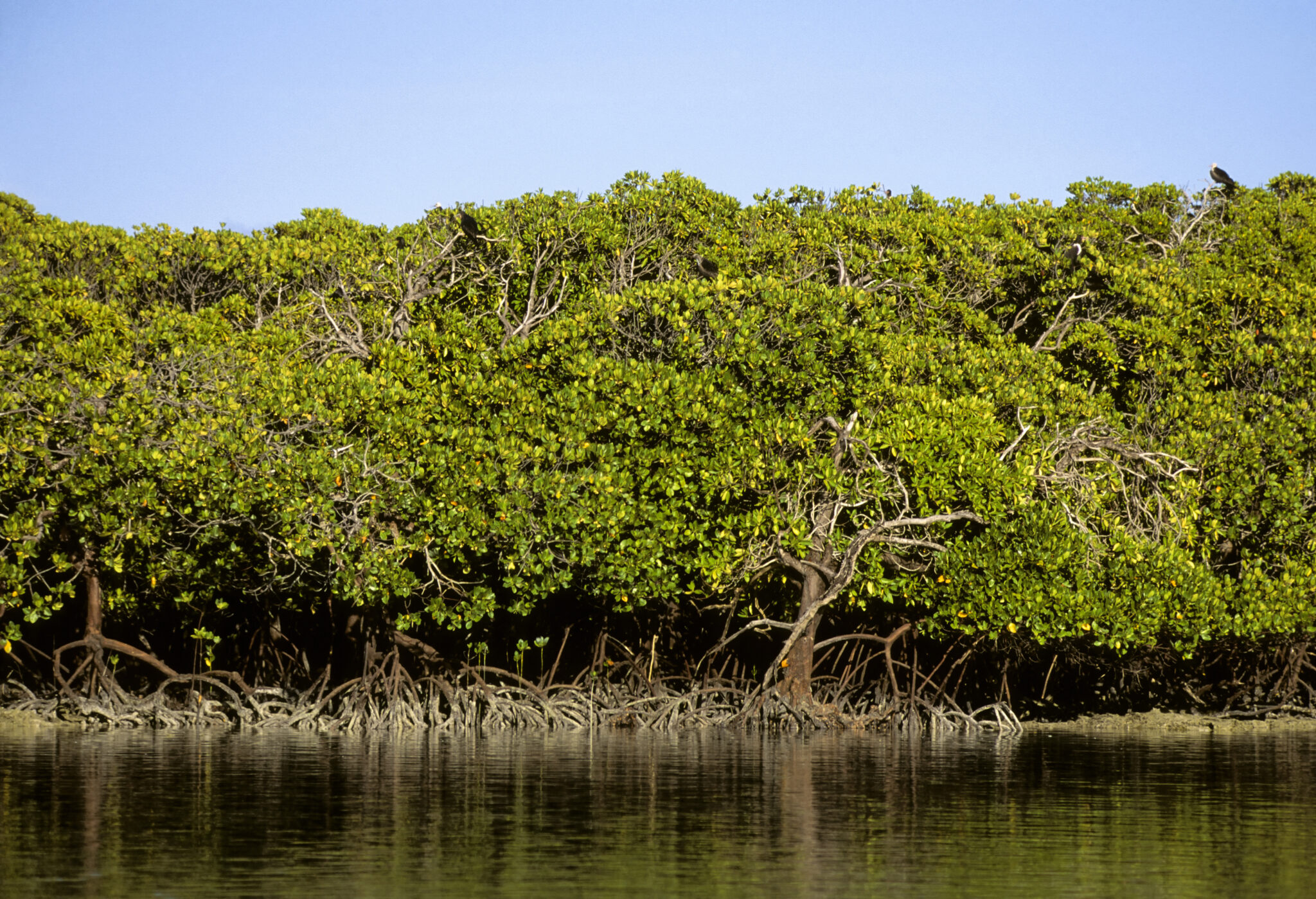 Coastal Communities’ Living Barriers—Mangroves and Coral Reefs—Could ...