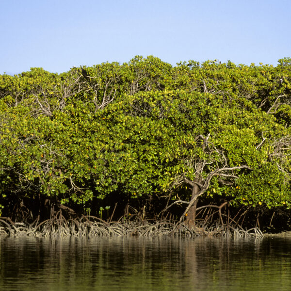 Climate Change is Fueling the Loss of Indigenous Languages That Could ...