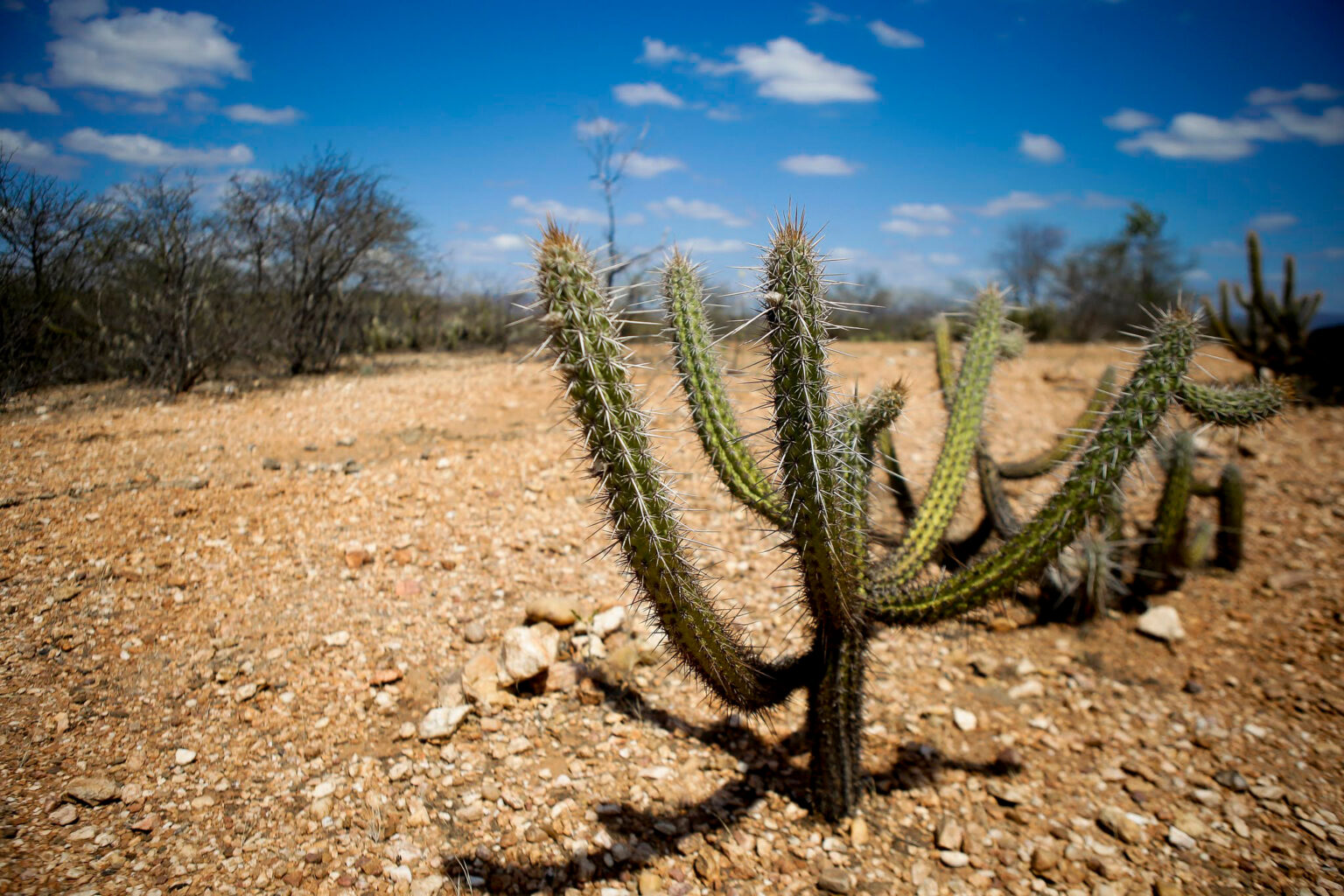 In Brazil’s Semi-Arid Region, Small Farmers Work Exhausted Lands, Hoping a New Government Will ...