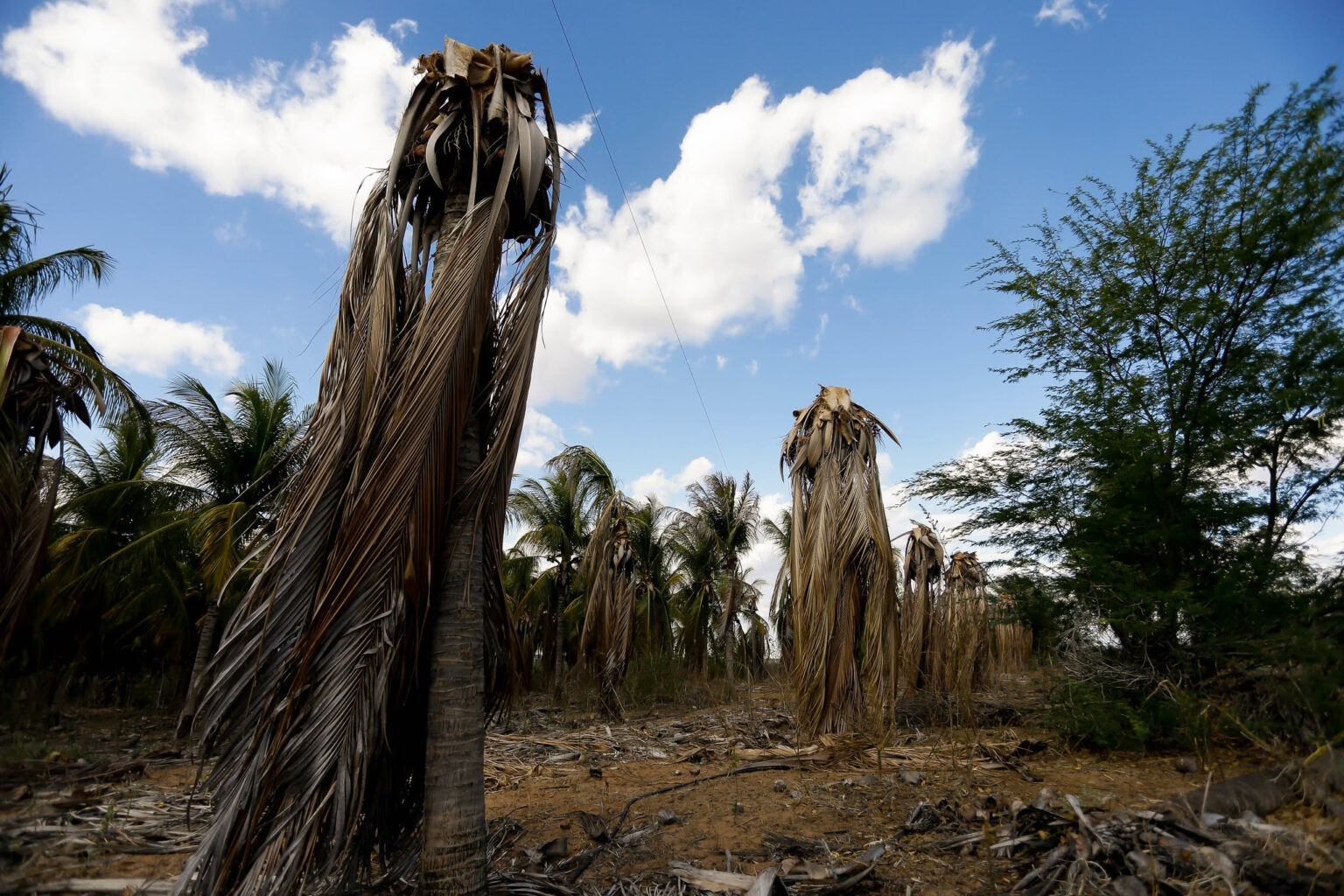 In Brazil’s Semi-Arid Region, Small Farmers Work Exhausted Lands, Hoping a New Government Will ...