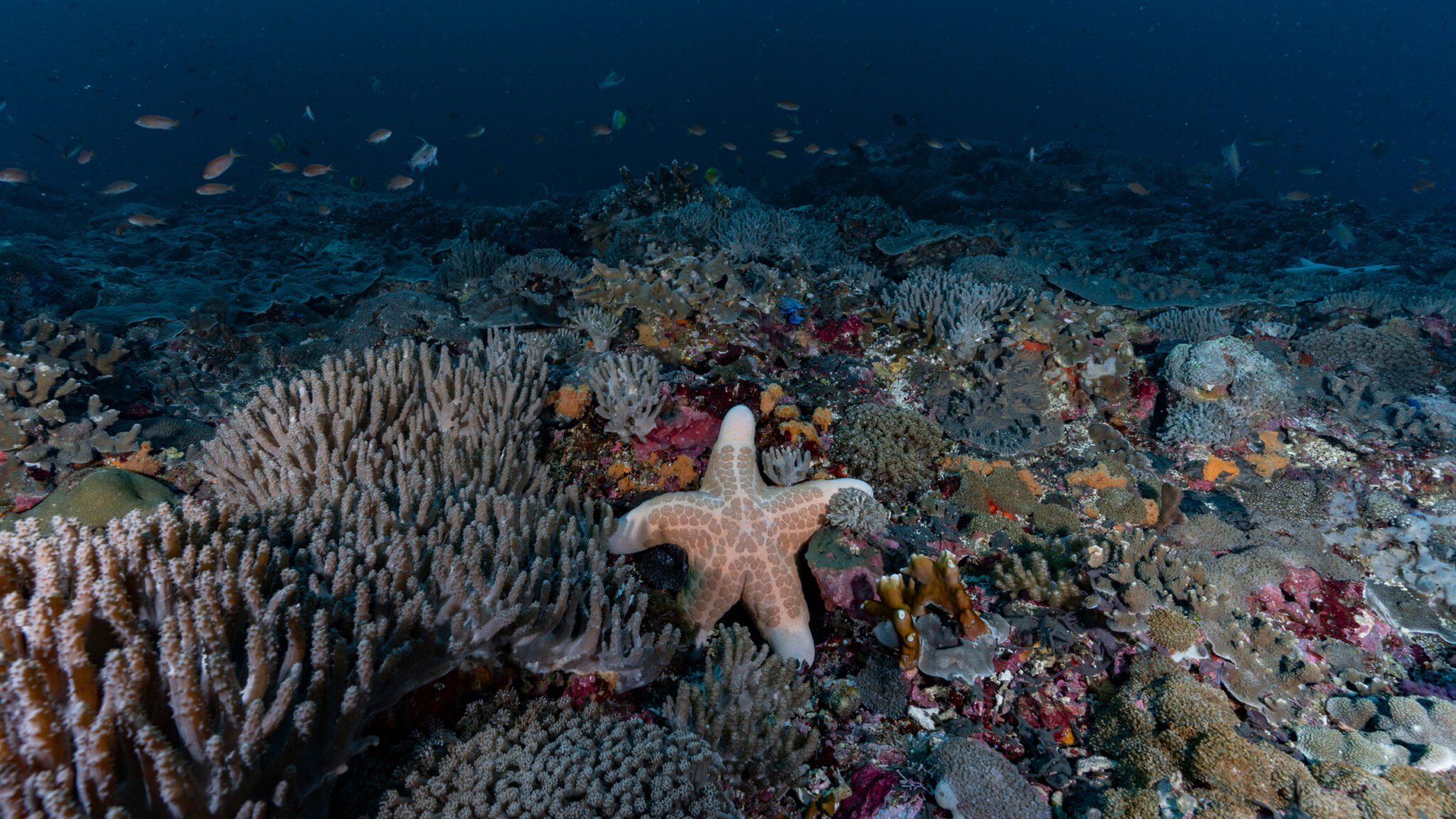 New Research Finds Most of the World’s Largest Marine Protected Areas ...
