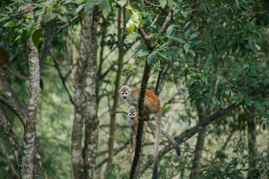 Armed Groups Use Deforestation as a Bargaining Chip in Colombia ...